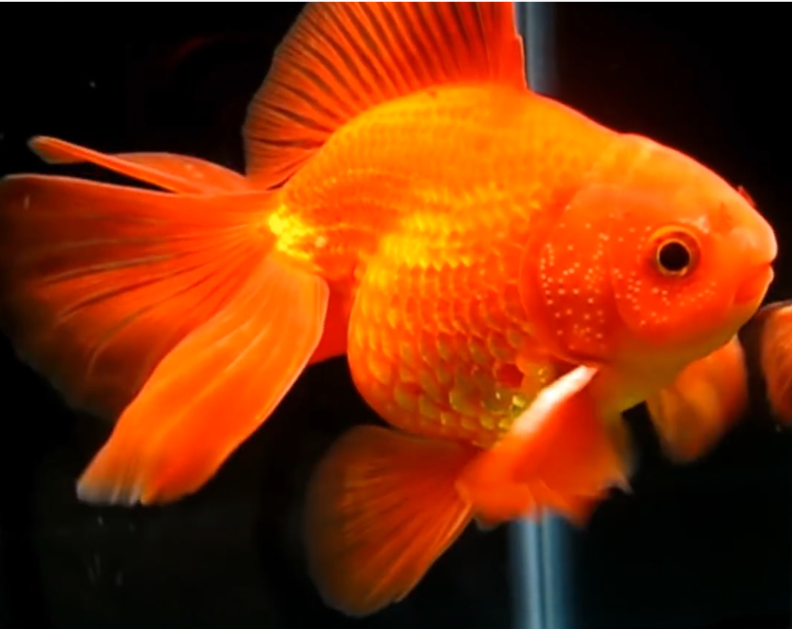GoldfishCare, Author at Goldfish Care Information Diseases & Treatments ...